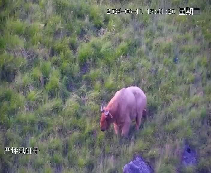 小陇山保护区再次发现野生羚牛群 关注森林