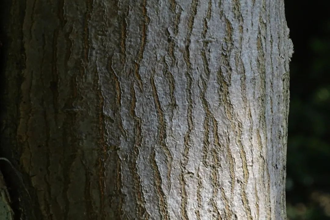 树皮的秘密 - 关注森林