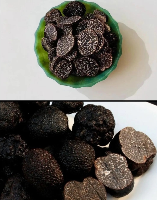 生长于地下的野生食用真菌 - 关注森林