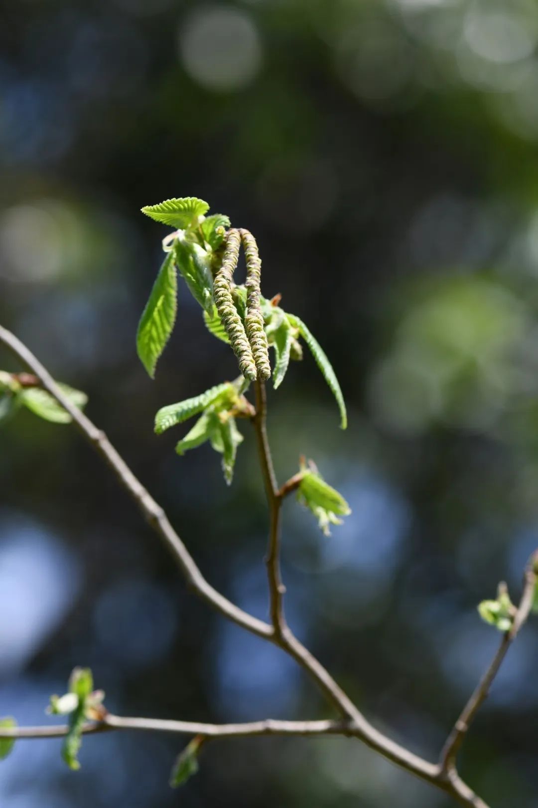 全球野生植株仅存5株，昆明植物园极危野生植物“天目铁木”首次开花 - 关注森林
