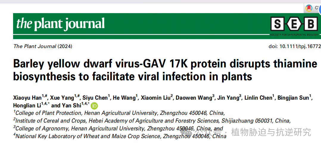 Plant J：河南农业大学植保学院李洪连/施艳教授团队揭示了BYDV-GAV 17K蛋白干扰硫胺通_www.isenlin.cn