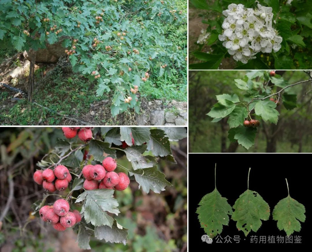 百种常用药用植物全图鉴（高清版）三 _www.isenlin.cn