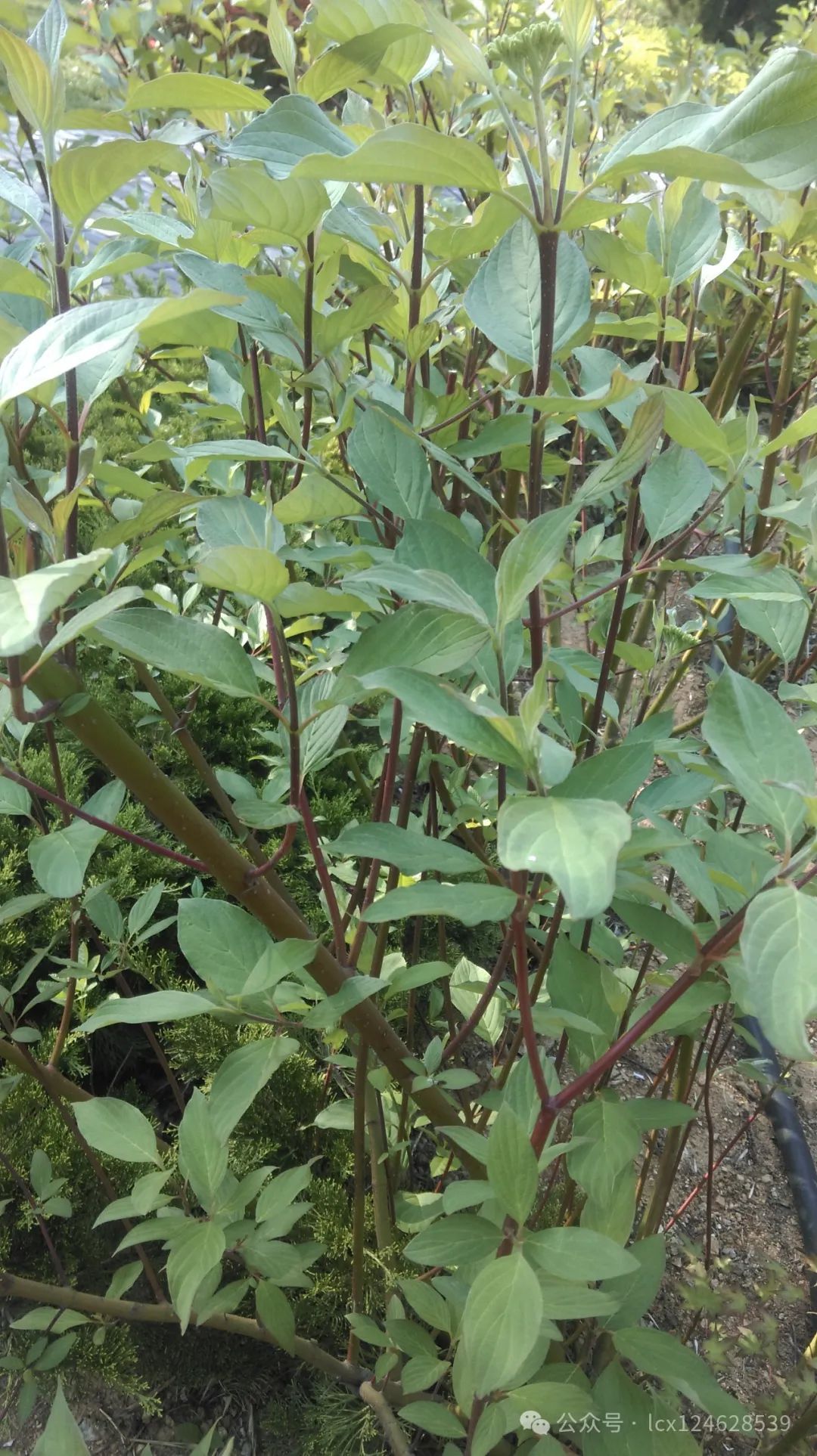 物语之红瑞木 (Cornus alba) - 关注森林