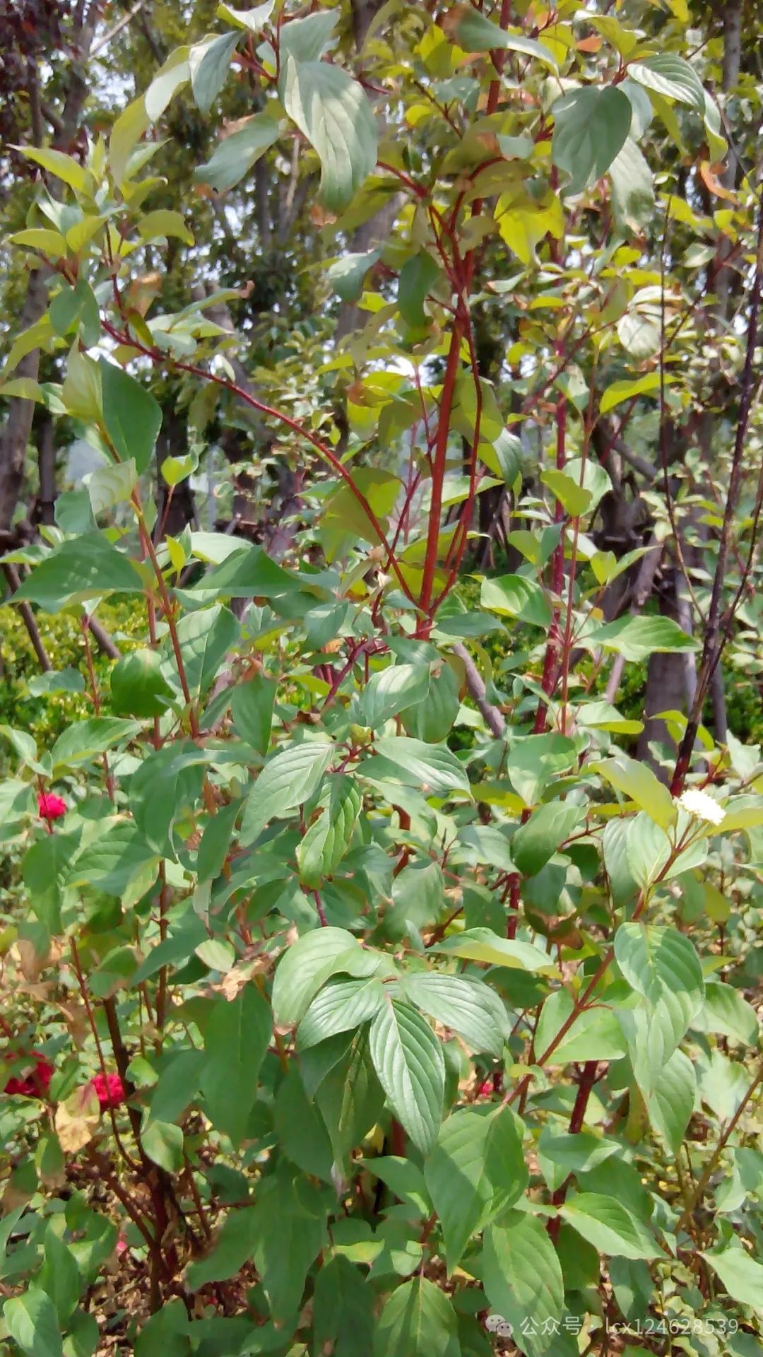 物语之红瑞木 (Cornus alba) - 关注森林