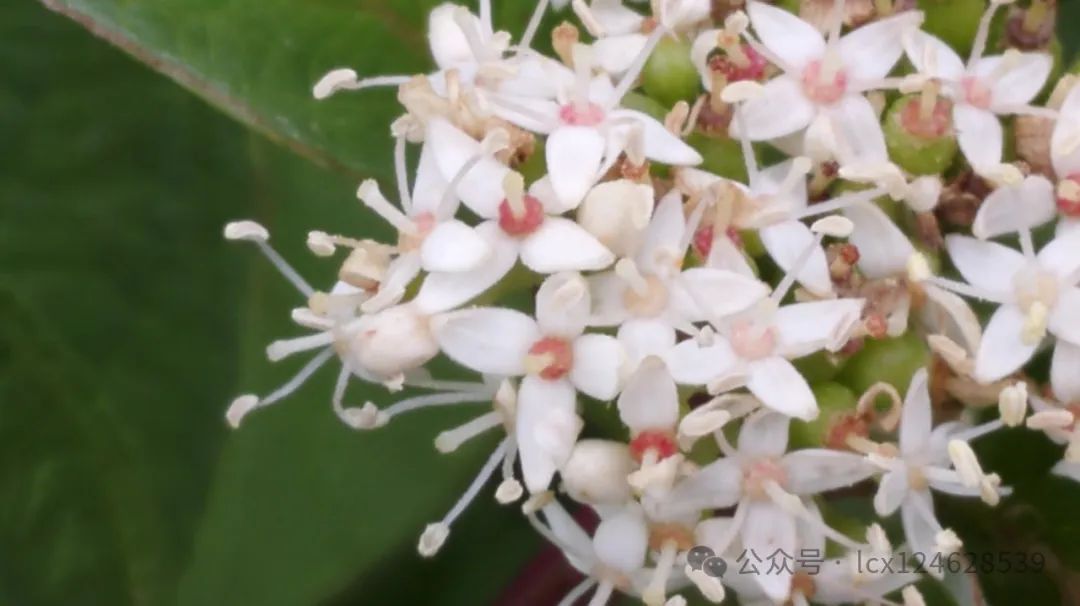 物语之红瑞木 (Cornus alba) - 关注森林