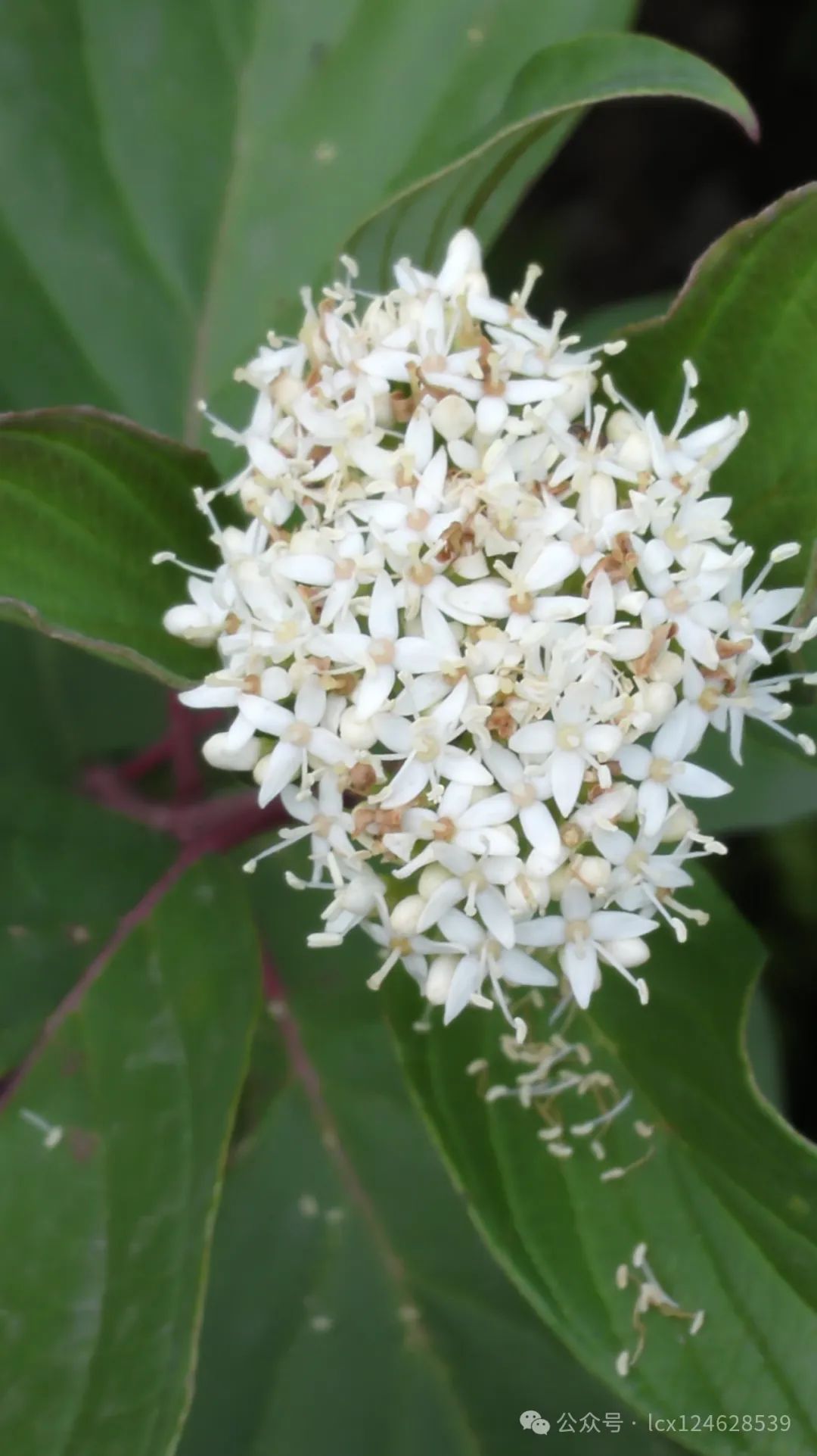 物语之红瑞木 (Cornus alba) - 关注森林