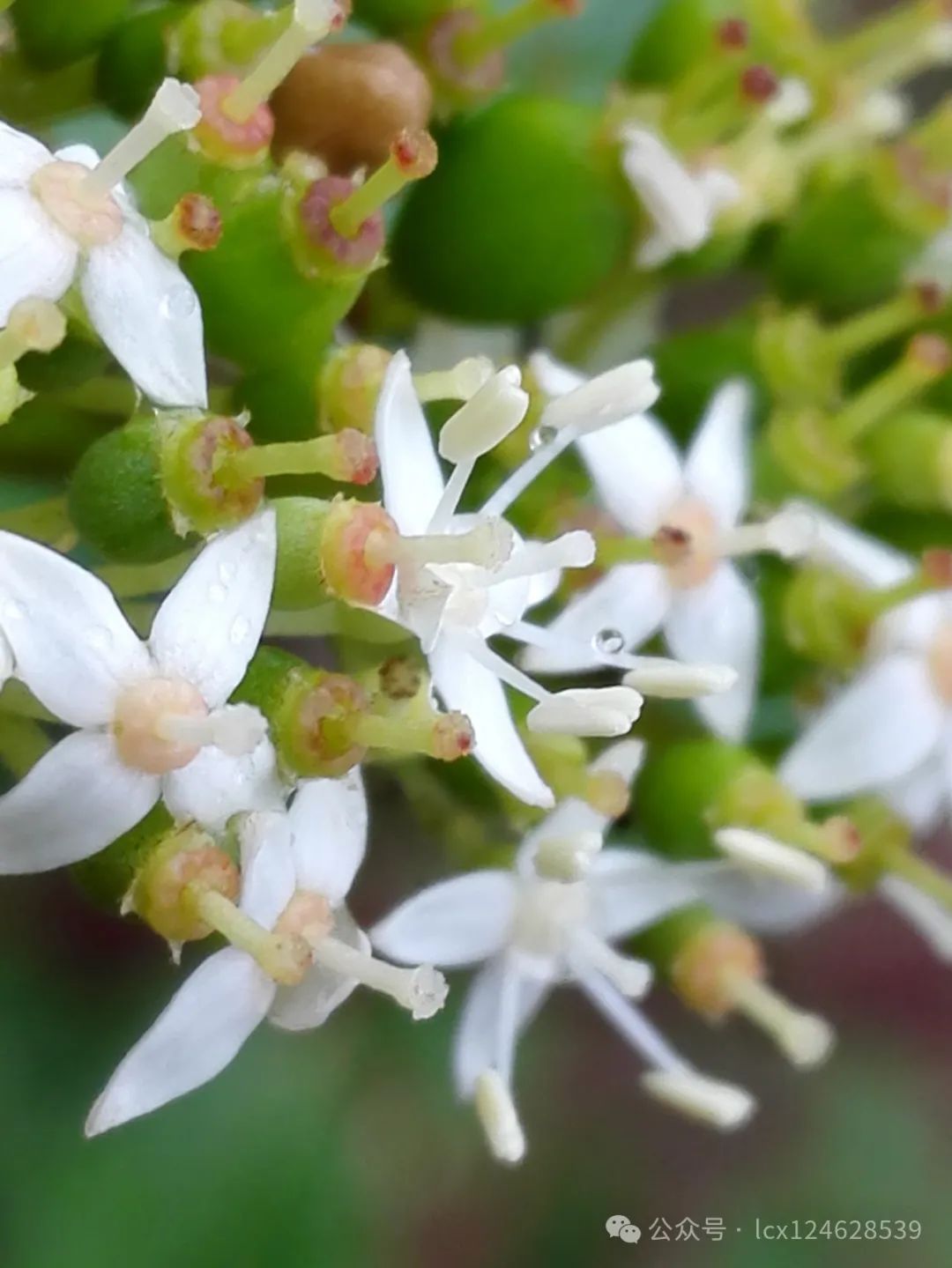 物语之红瑞木 (Cornus alba) - 关注森林