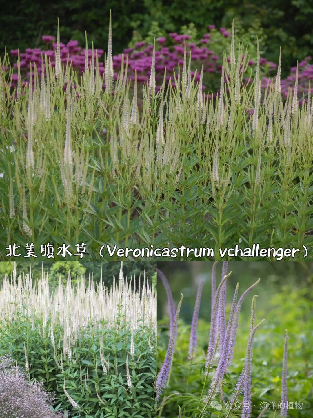 花园中常见的一些线条植物 - 关注森林