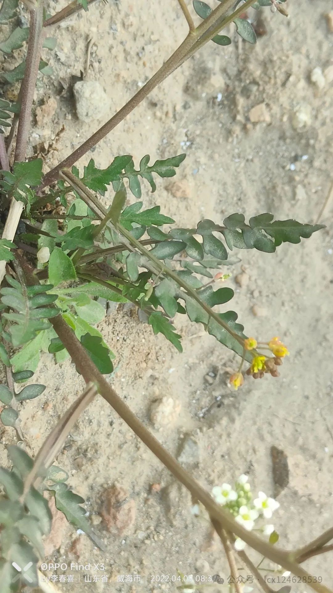 物语之沼生蔊菜（Rorippa palustris） - 关注森林