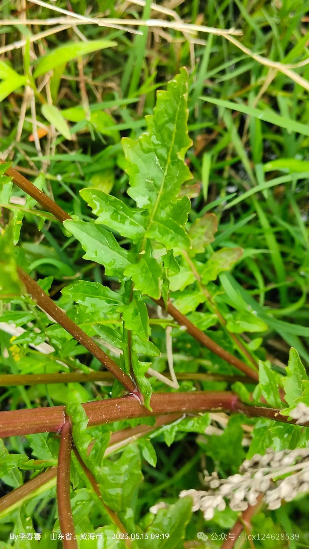 物语之沼生蔊菜（Rorippa palustris） - 关注森林
