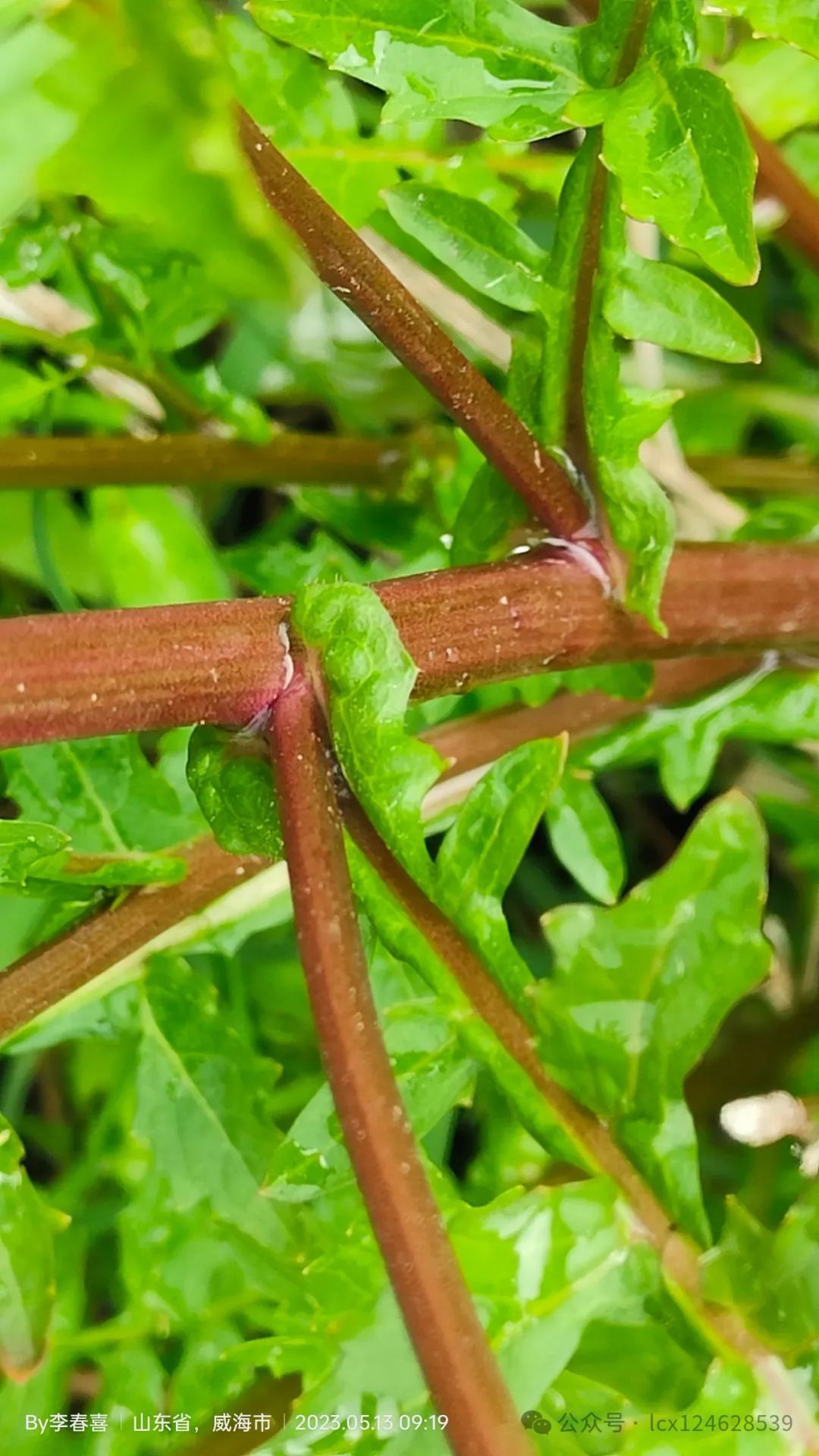 物语之沼生蔊菜（Rorippa palustris） - 关注森林