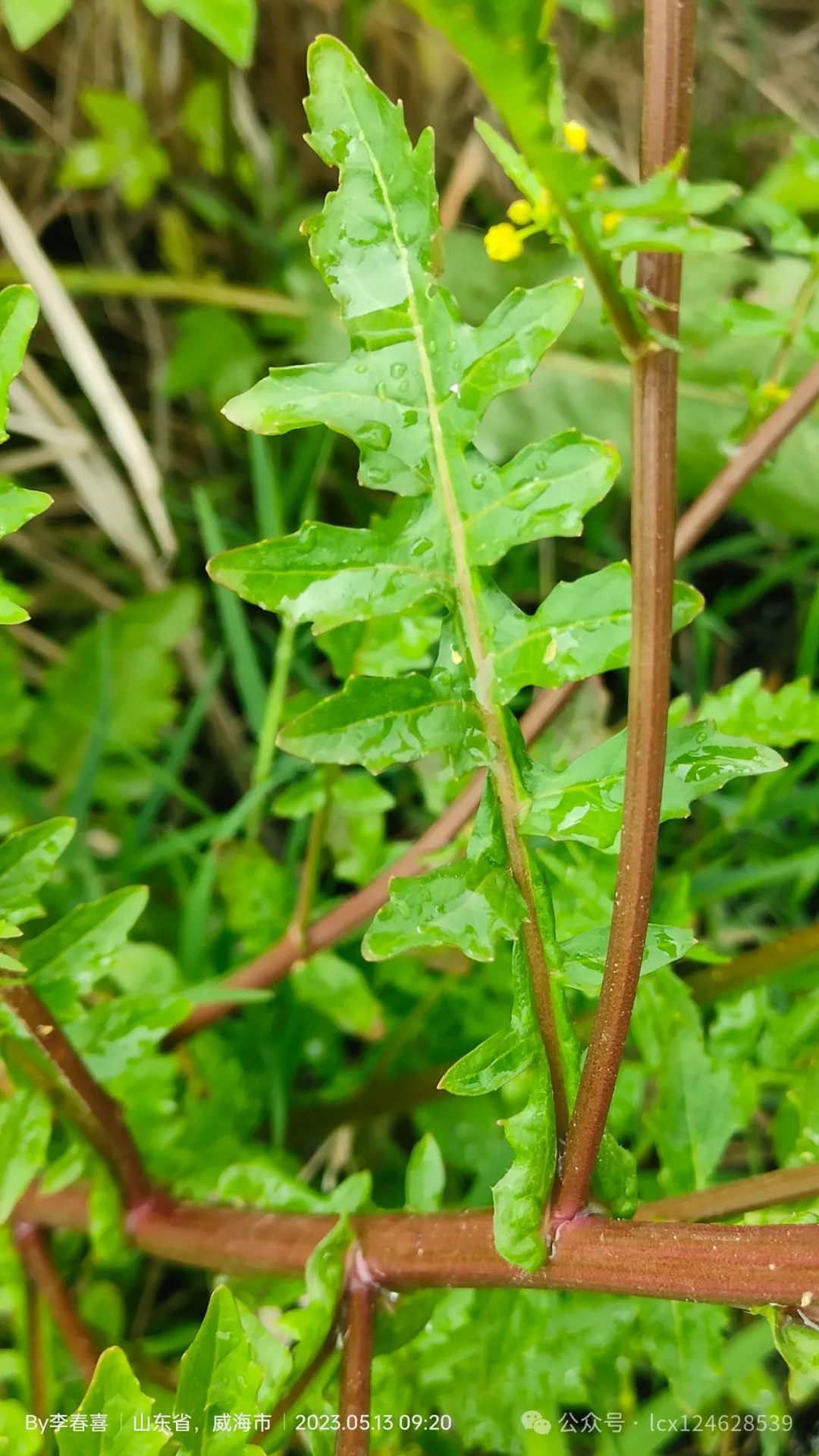 物语之沼生蔊菜（Rorippa palustris） - 关注森林