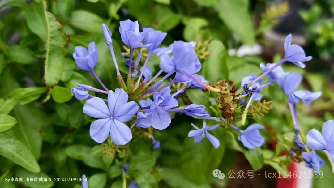 物语之外来物种——蓝花丹（Plumbago auriculata） - 关注森林