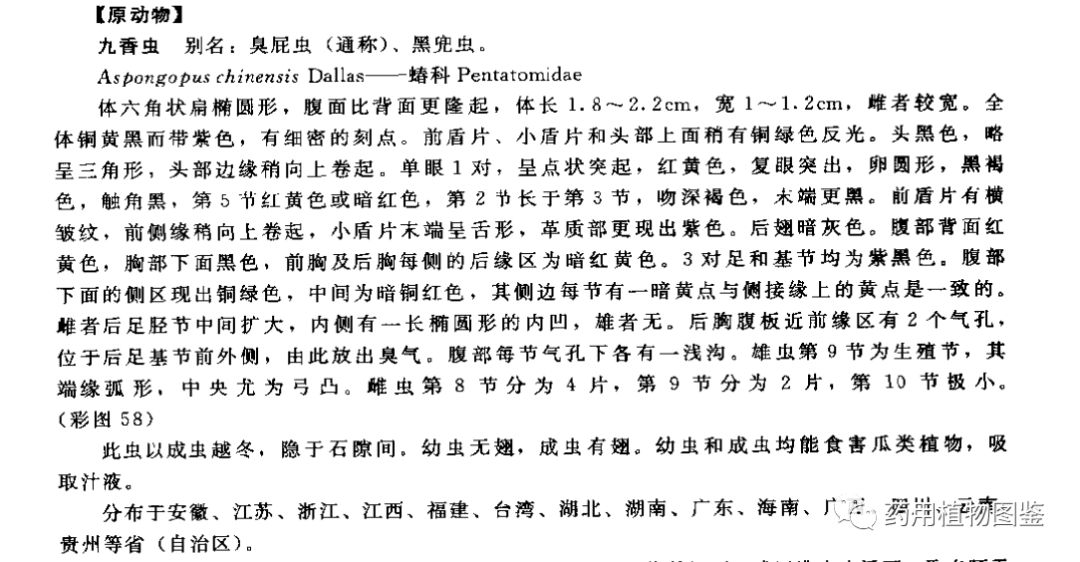 九香虫 - 关注森林