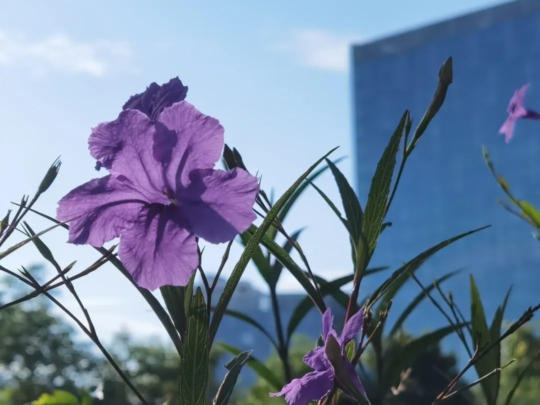 打工人提神好物！“植场”卷王蓝花草【顾小姐的百草园2024-8-31】 - 关注森林