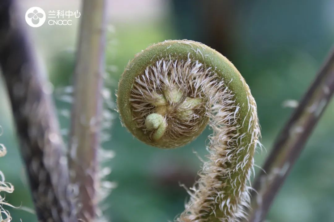 解读│中生代的植物霸主——桫椤 - 关注森林