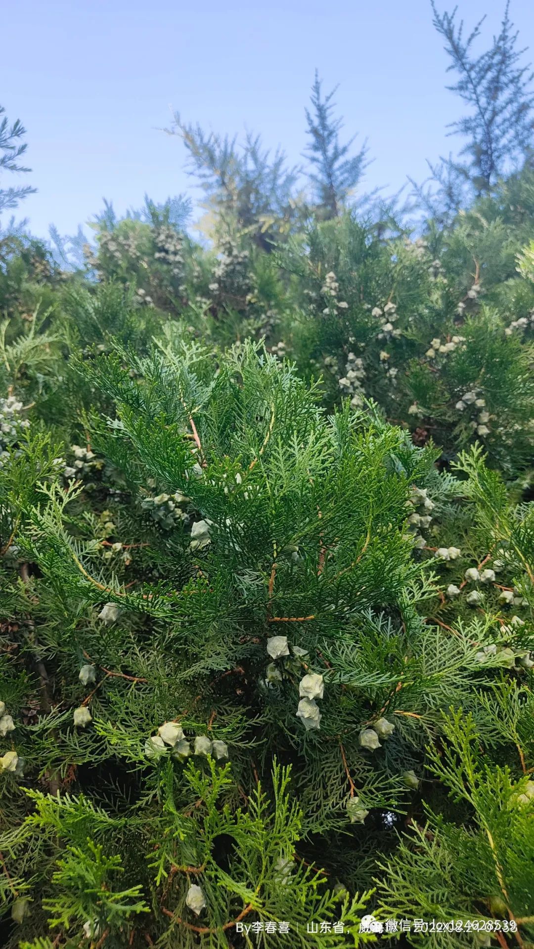 物语之侧柏（Platycladus orientalis） - 关注森林