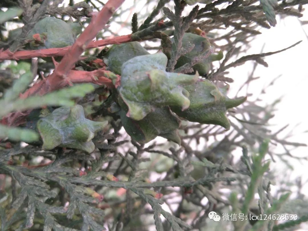 物语之侧柏（Platycladus orientalis） - 关注森林