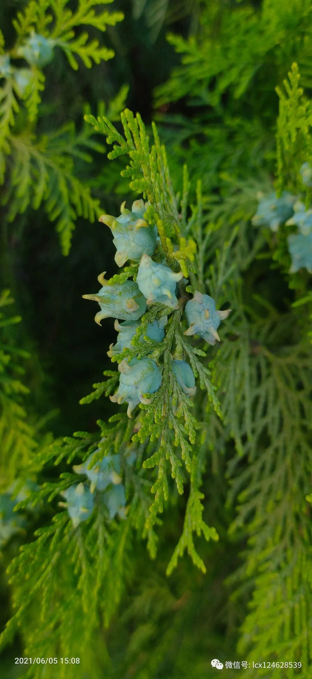 物语之侧柏（Platycladus orientalis） - 关注森林