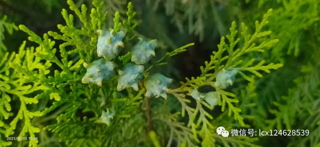 物语之侧柏（Platycladus orientalis） - 关注森林