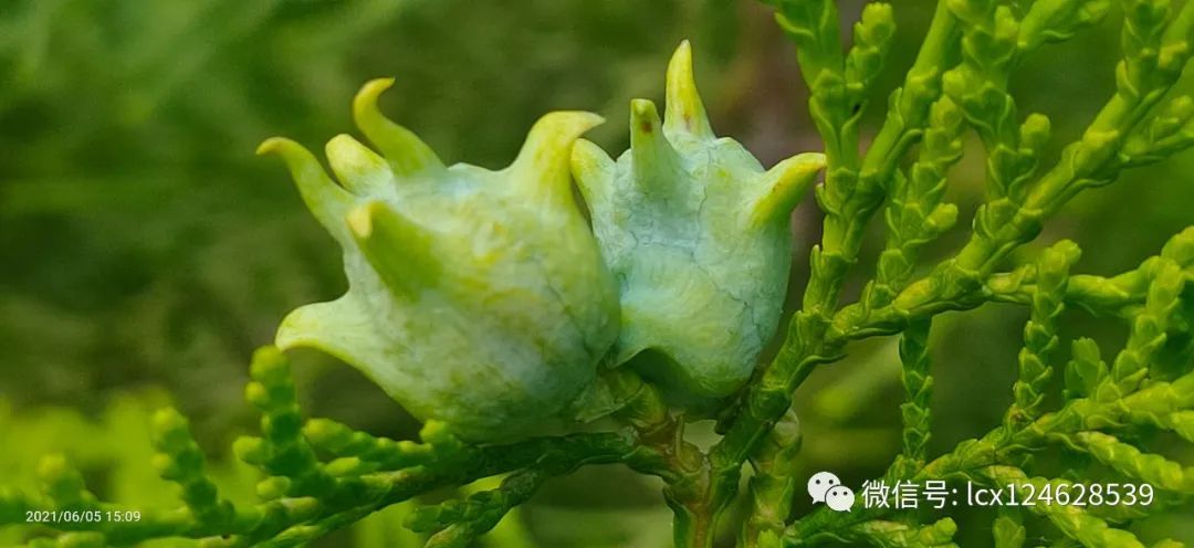物语之侧柏（Platycladus orientalis） - 关注森林