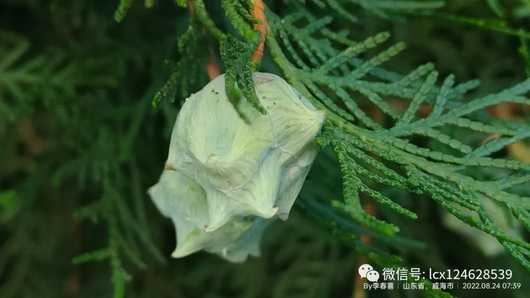 物语之侧柏（Platycladus orientalis） - 关注森林