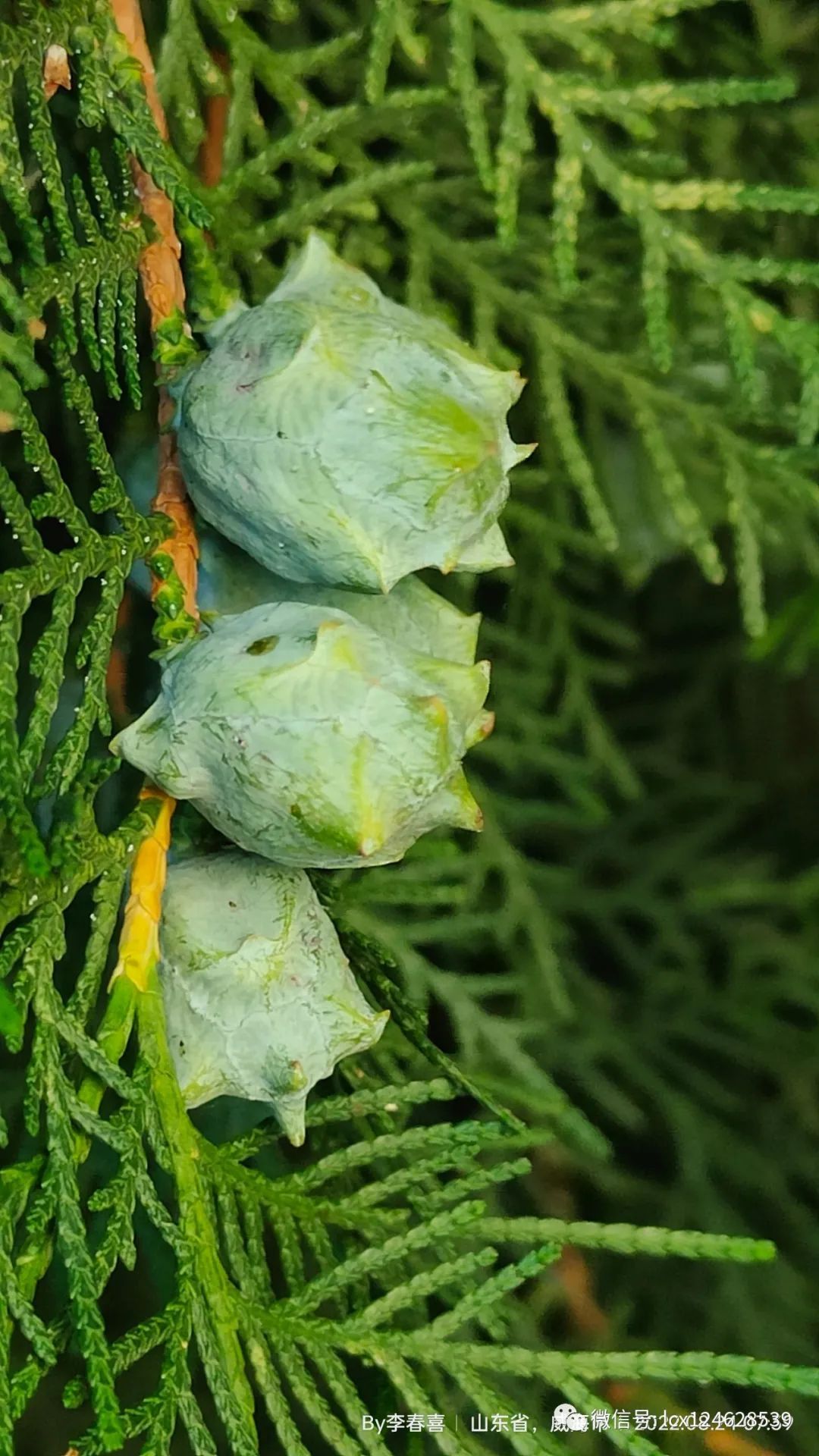 物语之侧柏（Platycladus orientalis） - 关注森林