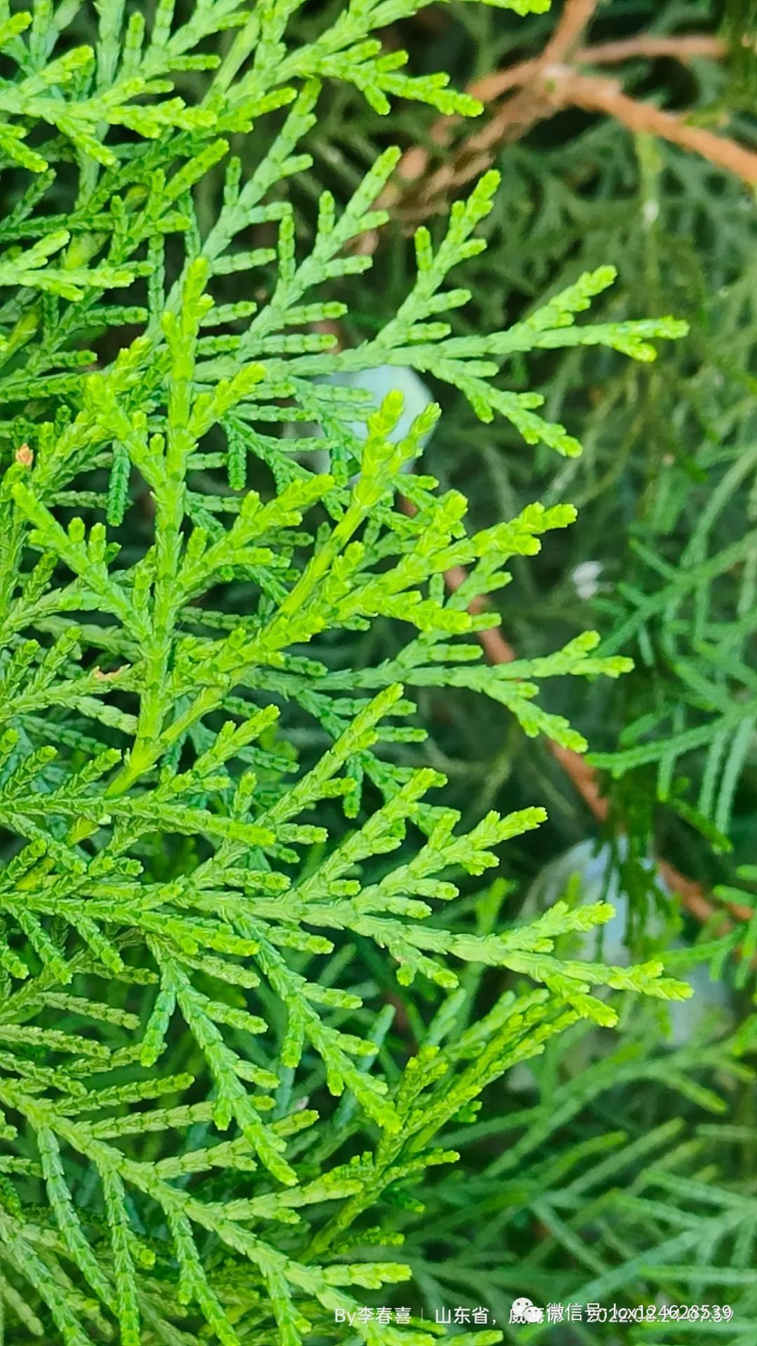 物语之侧柏（Platycladus orientalis） - 关注森林