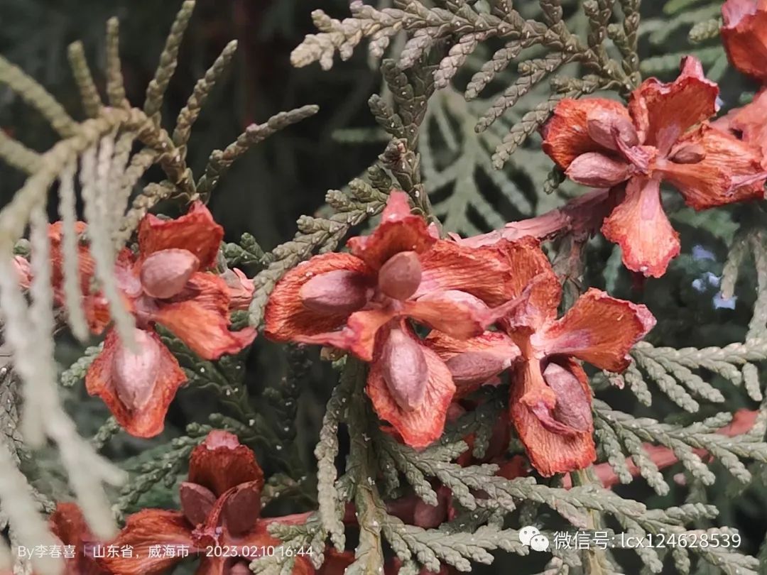 物语之侧柏（Platycladus orientalis） - 关注森林