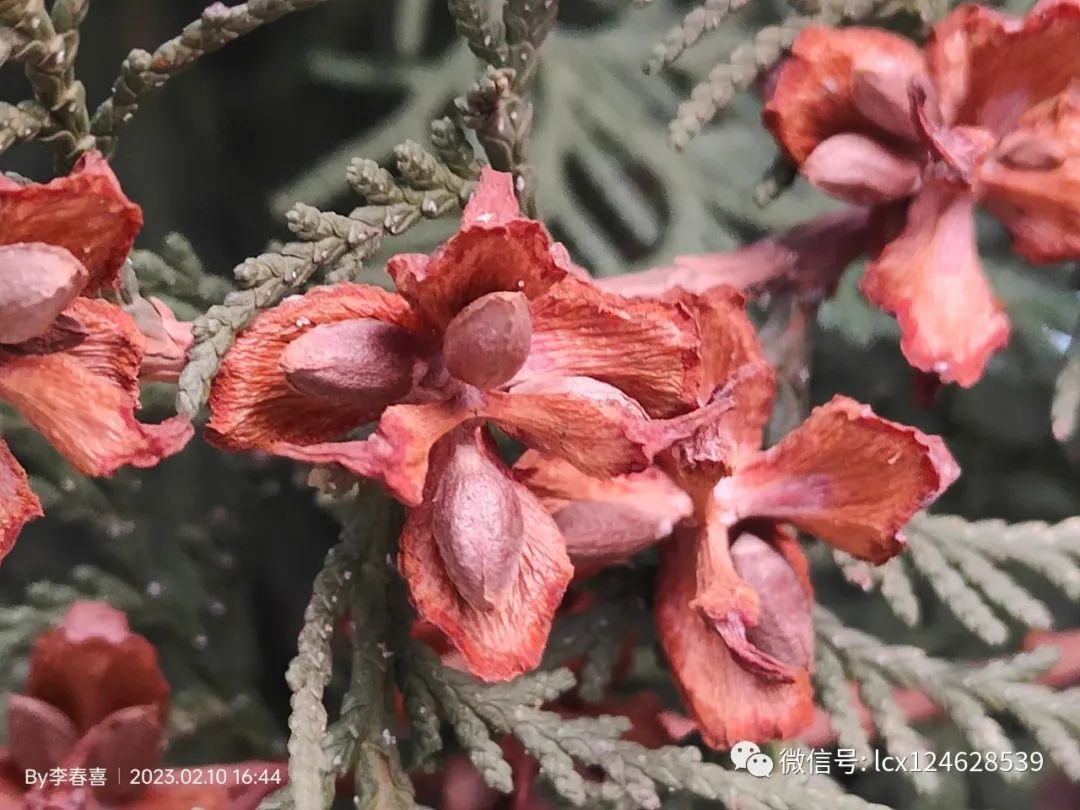 物语之侧柏（Platycladus orientalis） - 关注森林