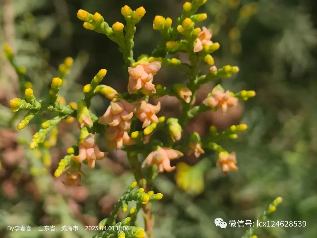 物语之侧柏（Platycladus orientalis） - 关注森林