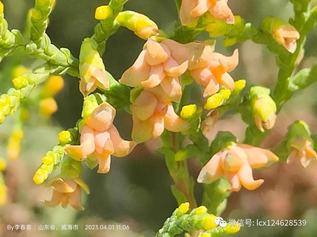 物语之侧柏（Platycladus orientalis） - 关注森林