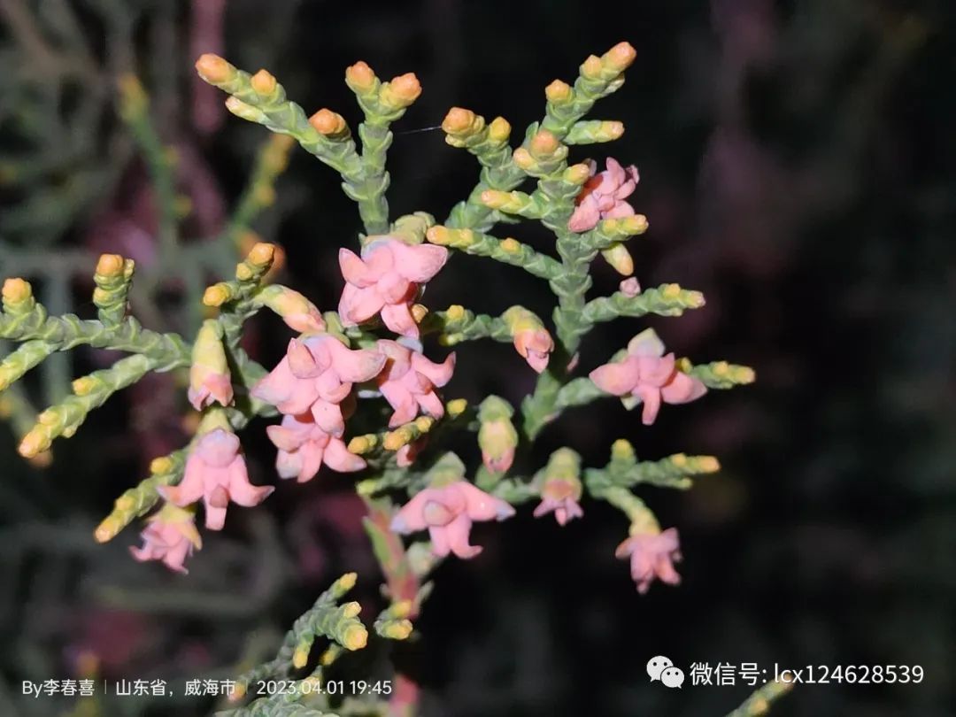 物语之侧柏（Platycladus orientalis） - 关注森林