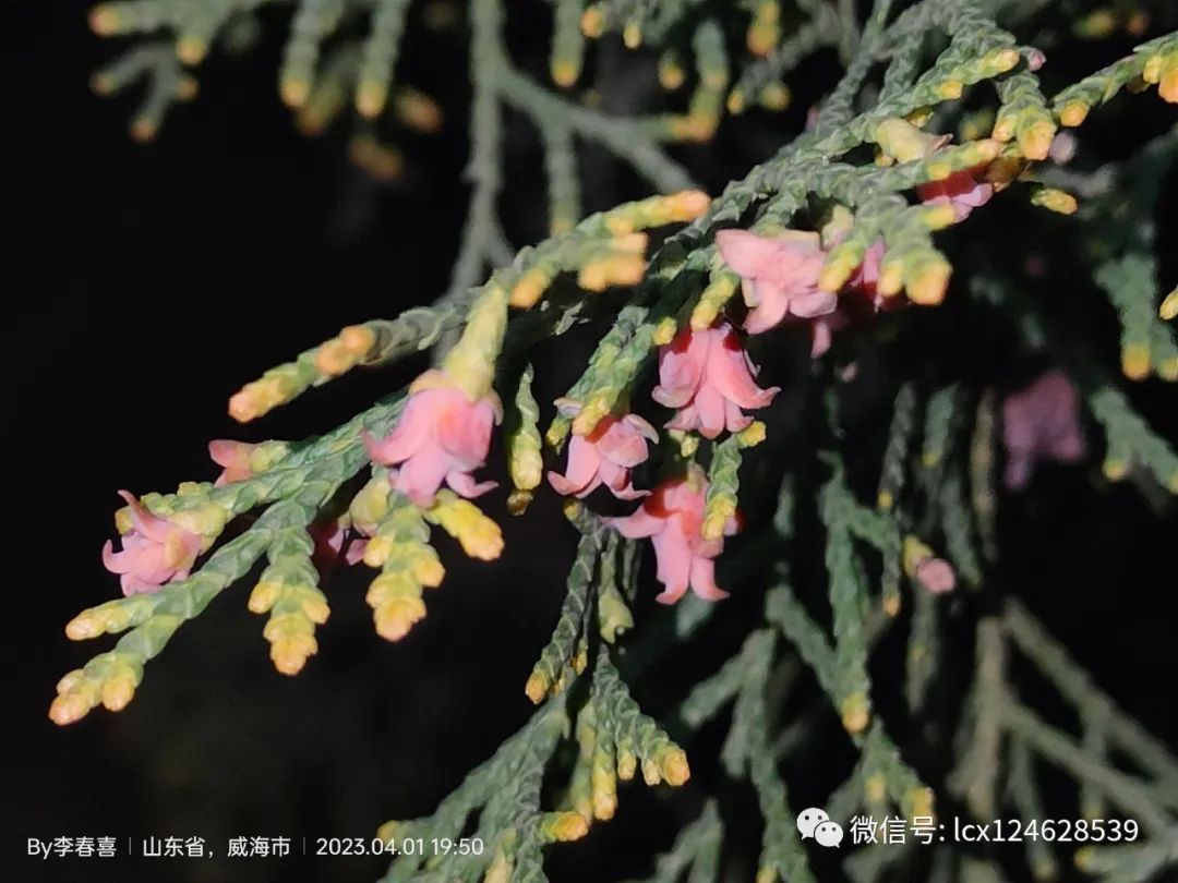 物语之侧柏（Platycladus orientalis） - 关注森林