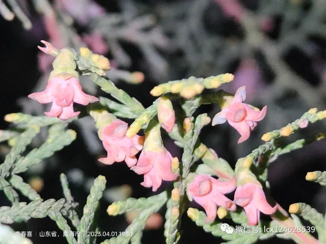物语之侧柏（Platycladus orientalis） - 关注森林