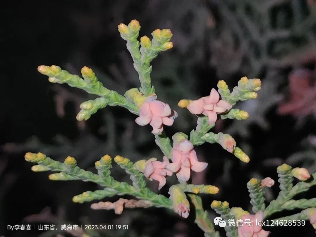 物语之侧柏（Platycladus orientalis） - 关注森林