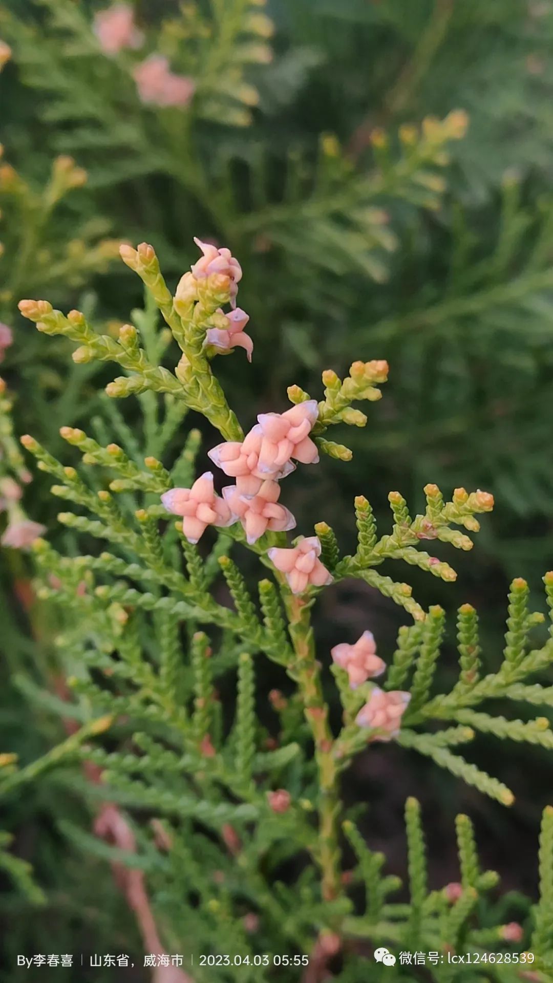 物语之侧柏（Platycladus orientalis） - 关注森林