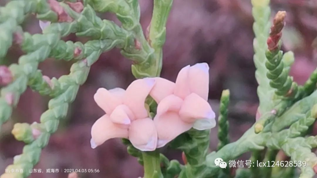 物语之侧柏（Platycladus orientalis） - 关注森林