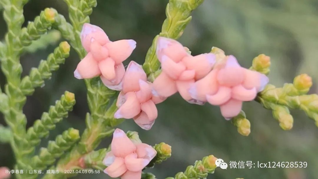 物语之侧柏（Platycladus orientalis） - 关注森林