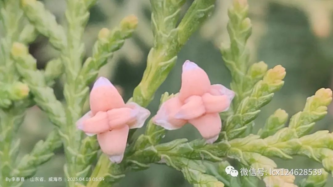 物语之侧柏（Platycladus orientalis） - 关注森林