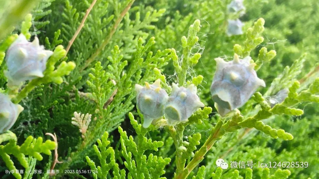 物语之侧柏（Platycladus orientalis） - 关注森林