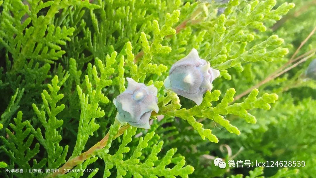 物语之侧柏（Platycladus orientalis） - 关注森林