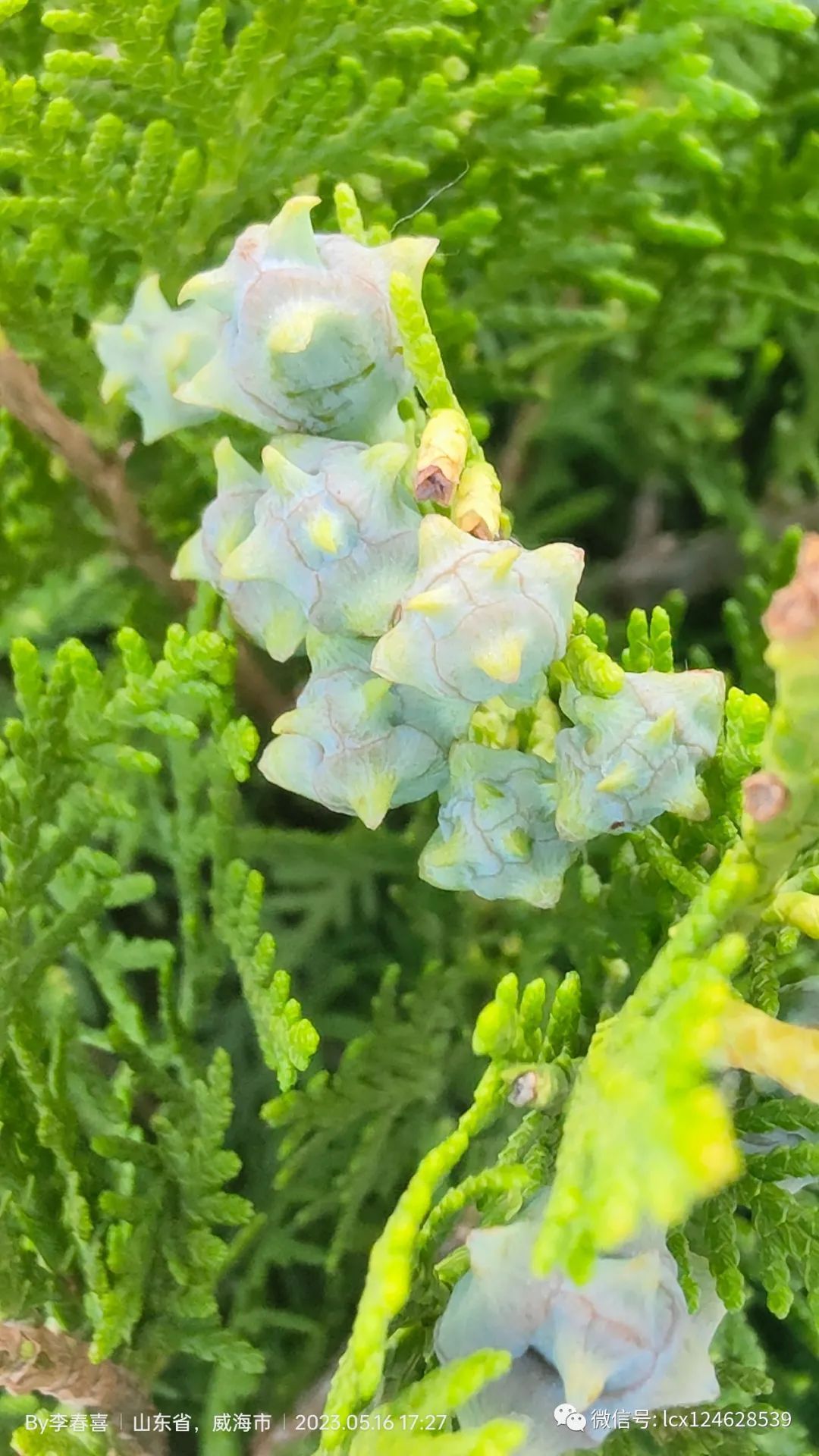 物语之侧柏（Platycladus orientalis） - 关注森林