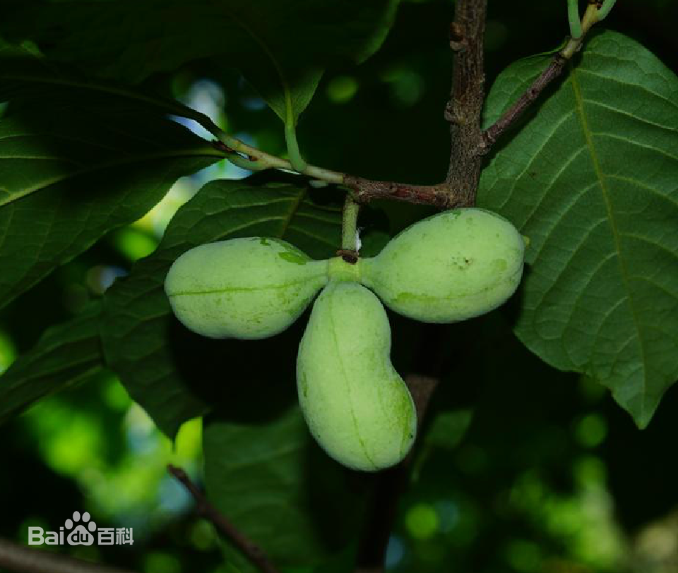 非同寻常的果子共10种，每一种外观都引人关注！ - 关注森林