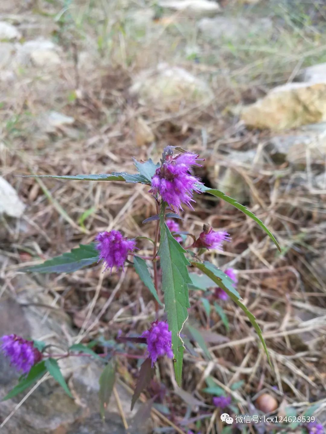 物语之香薷（Elsholtzia ciliata）_www.isenlin.cn
