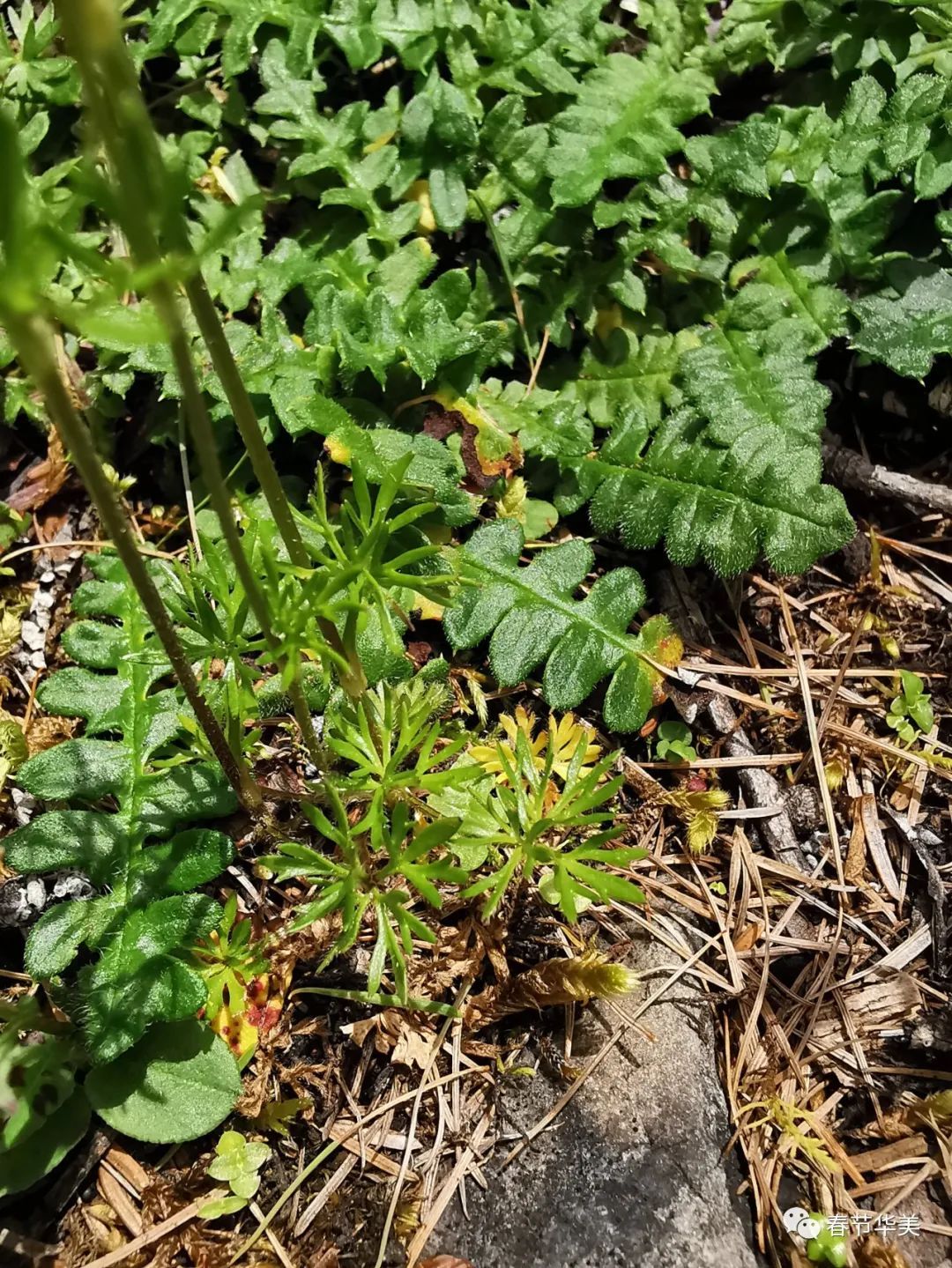 高原毛茛 Ranunculus tanguticus - 关注森林
