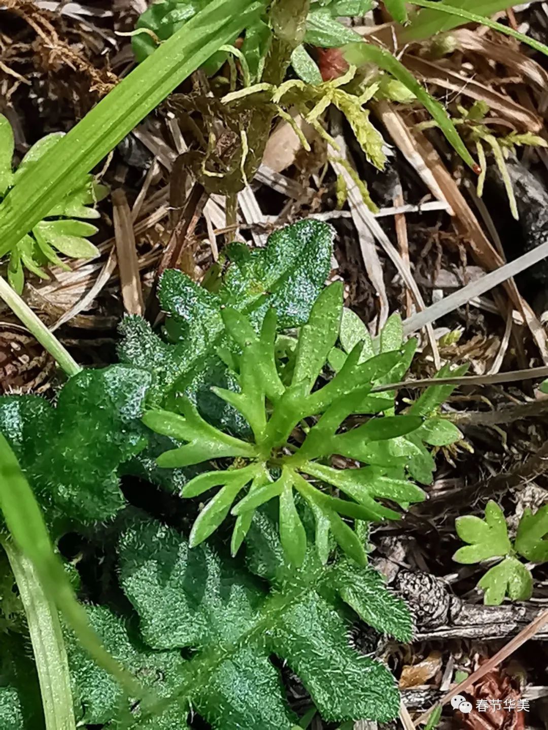 高原毛茛 Ranunculus tanguticus - 关注森林