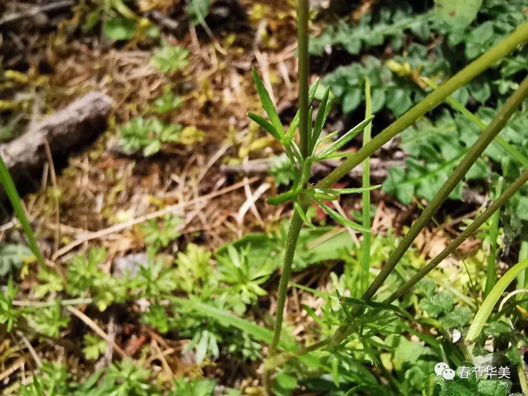 高原毛茛 Ranunculus tanguticus - 关注森林