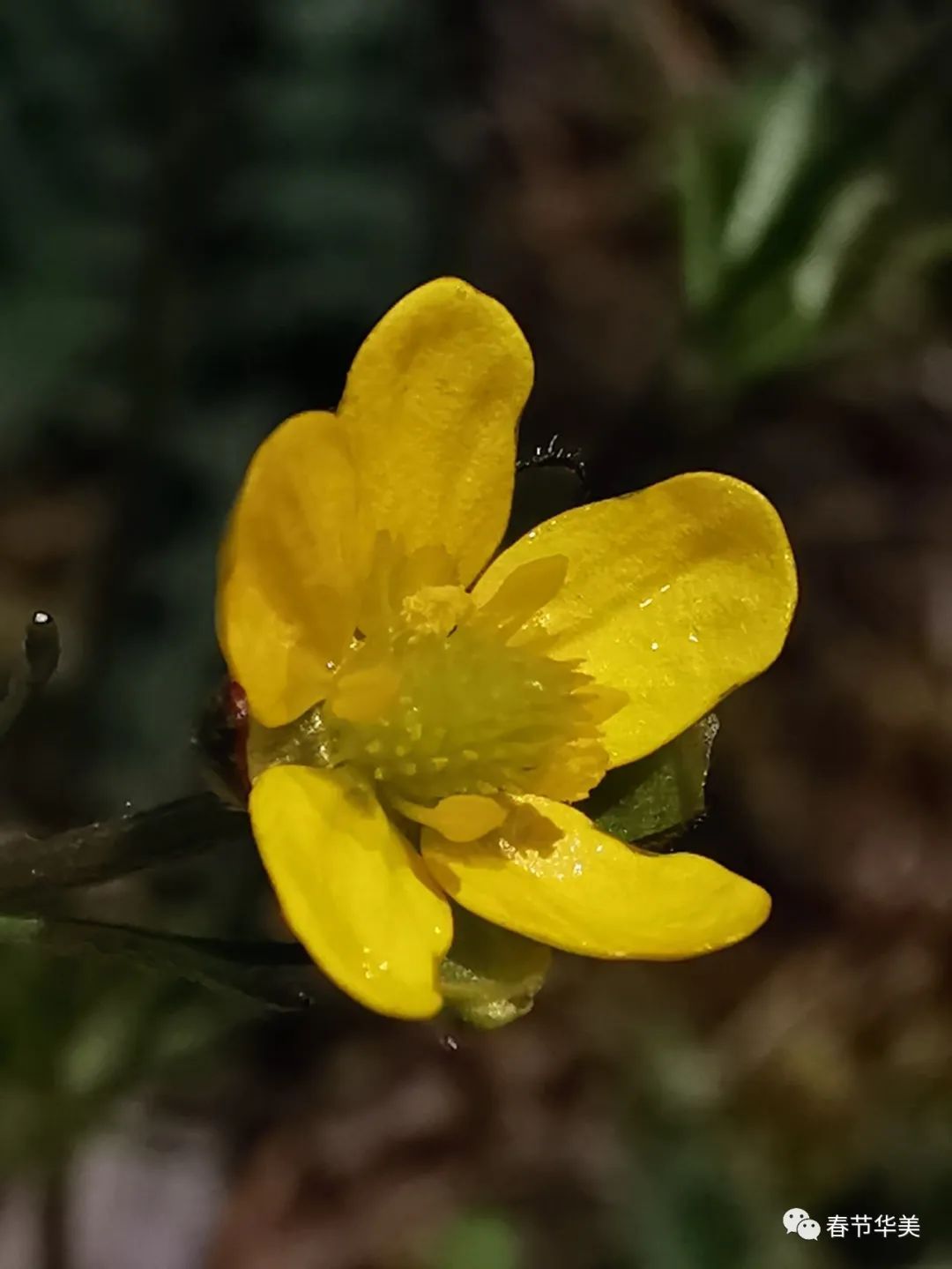 高原毛茛 Ranunculus tanguticus _www.isenlin.cn