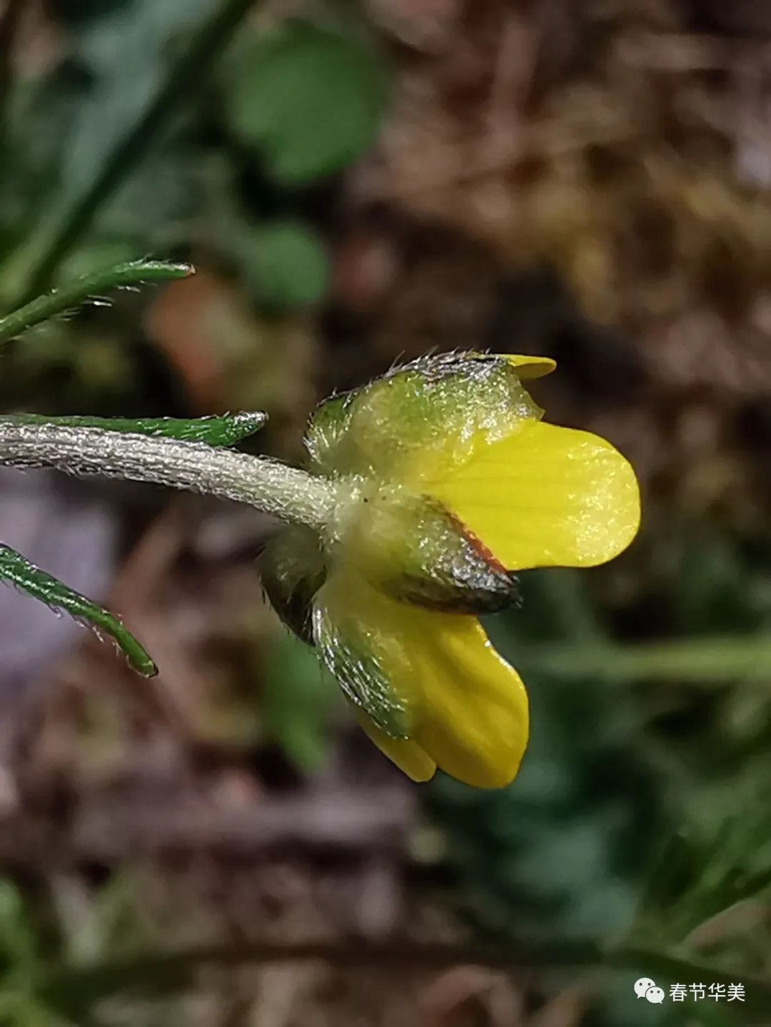 高原毛茛 Ranunculus tanguticus - 关注森林